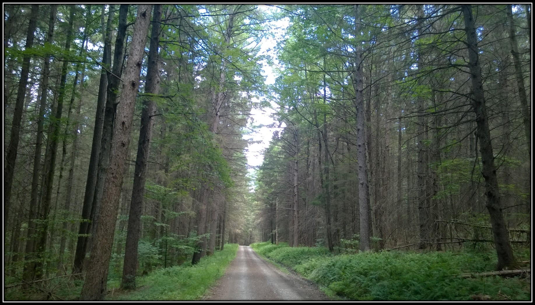 Logging & Land Clearing | TREEMASTERS | Groton, NY | Logging ...